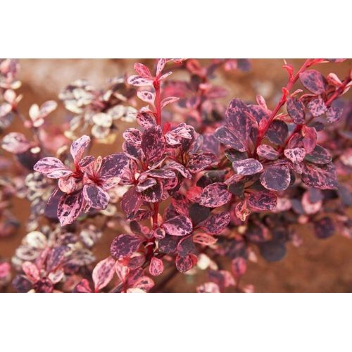 Купить саженец Барбариса Тунберга Арлекин недорого в Санкт-Петербурге